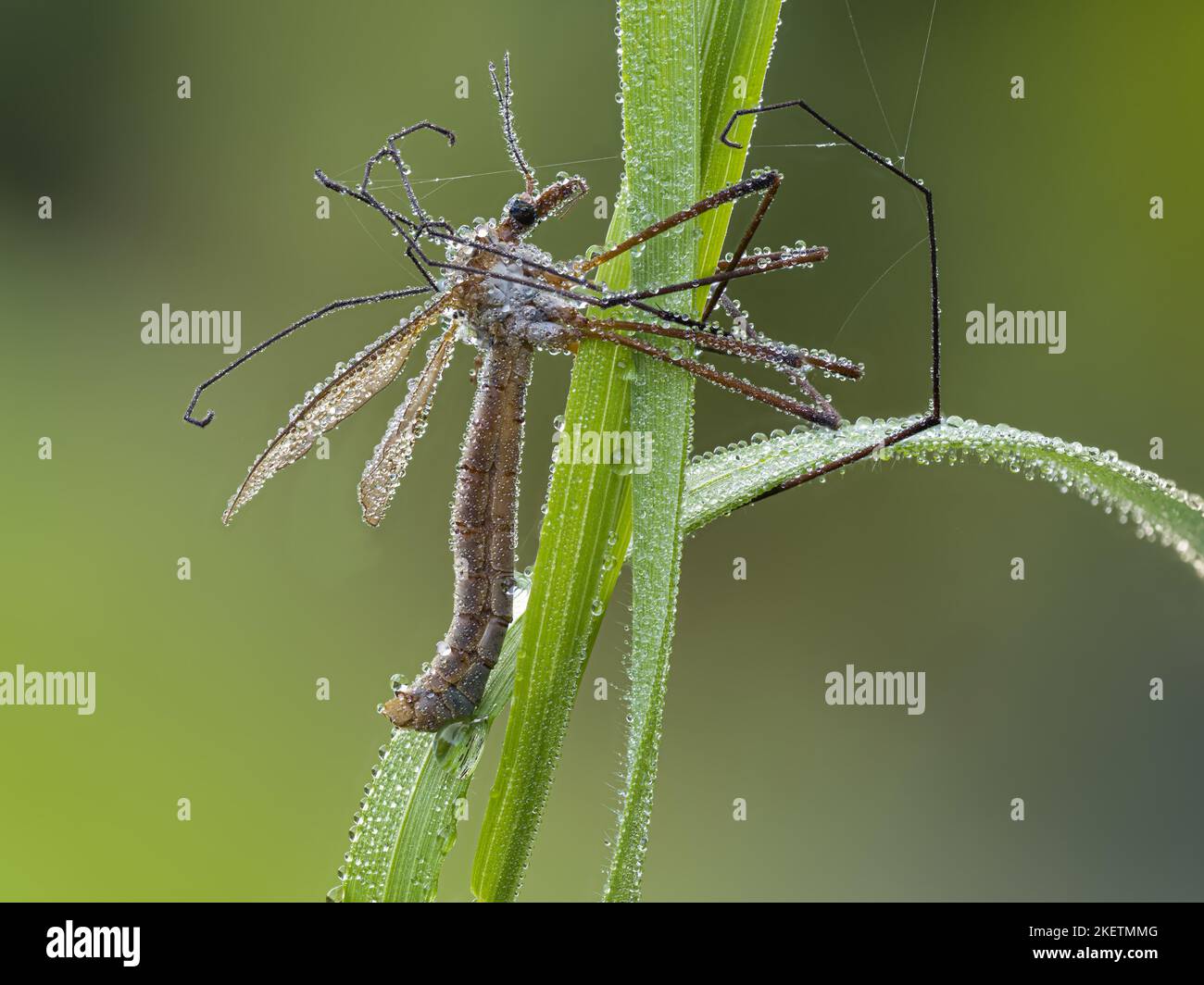 Craneflies animal hi-res stock photography and images - Alamy
