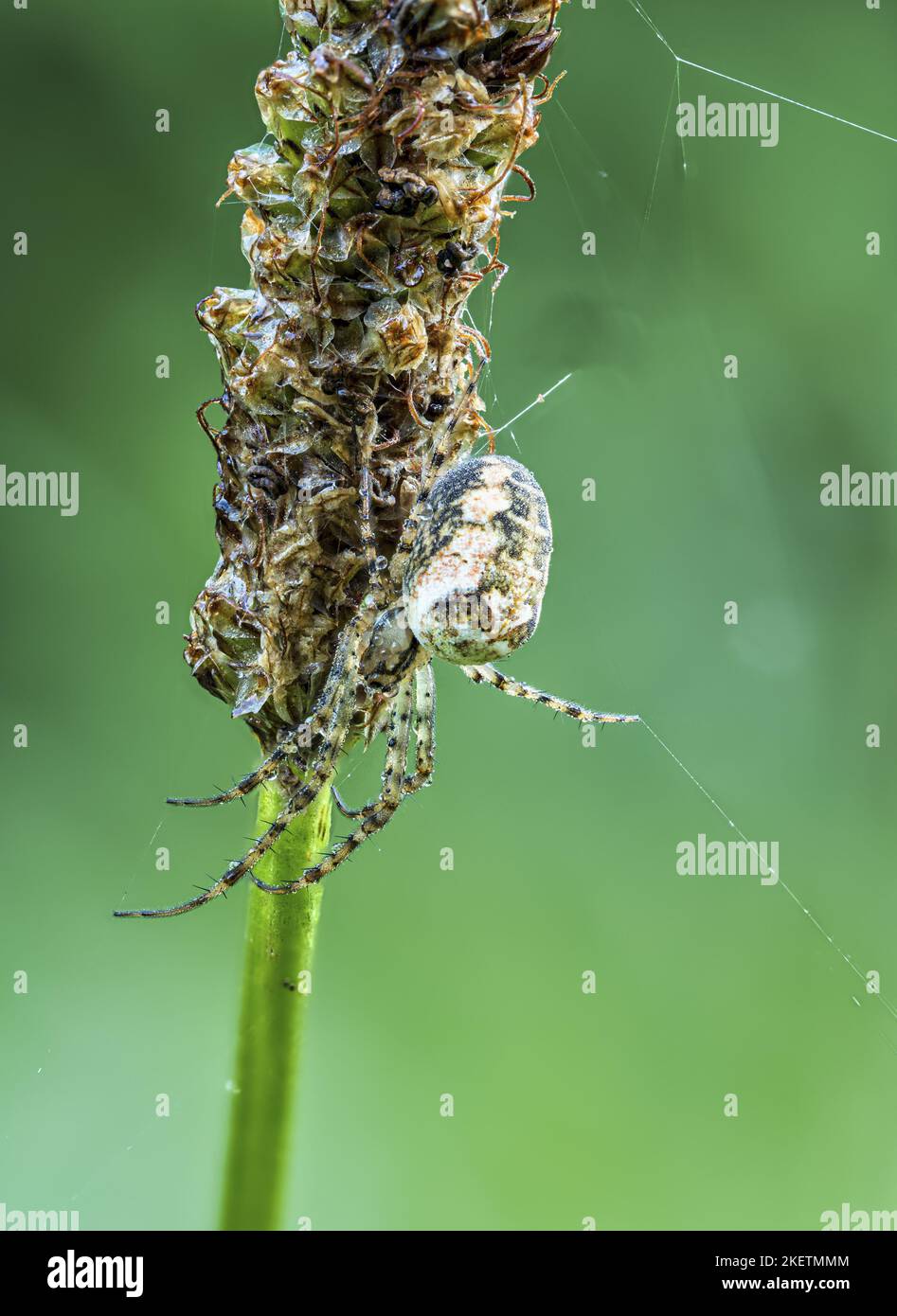Shaded orb weaver spider hi-res stock photography and images - Alamy