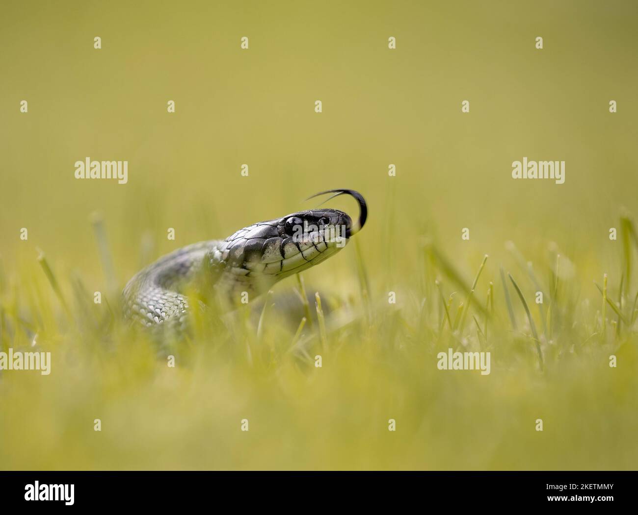 Summery grass snake hi-res stock photography and images - Alamy