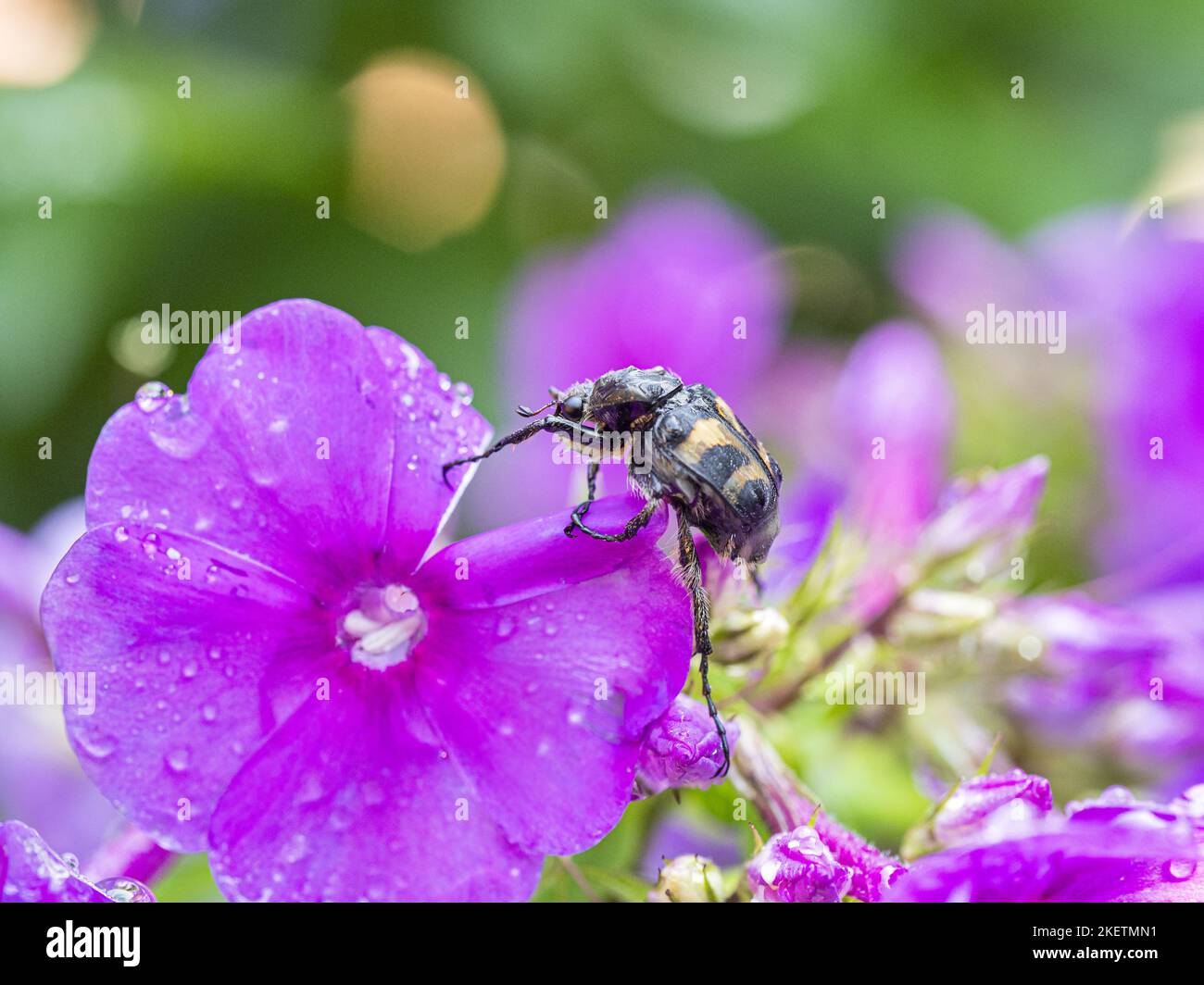 Bee beetle bee chafers hi-res stock photography and images - Alamy