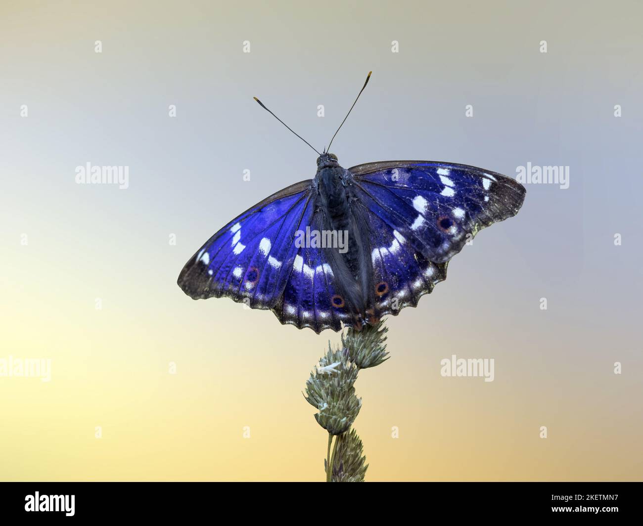 lesser purple emperor Stock Photo - Alamy