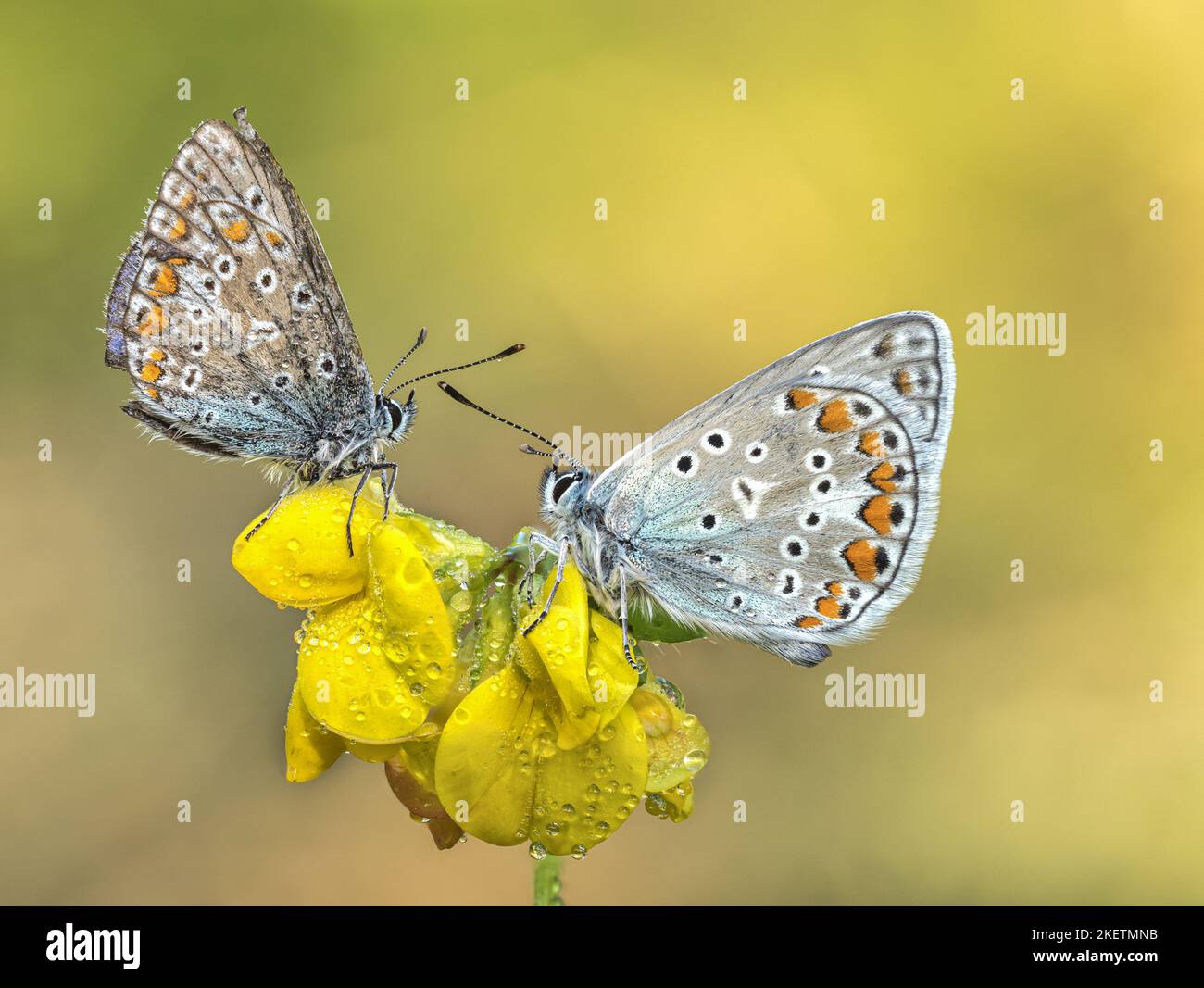 Male female common blue butterflies hi-res stock photography and images ...