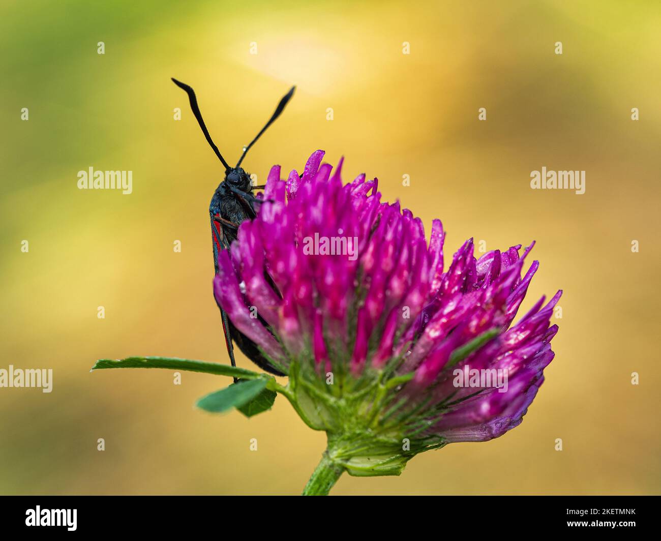Six spotted forester moth hi-res stock photography and images - Alamy