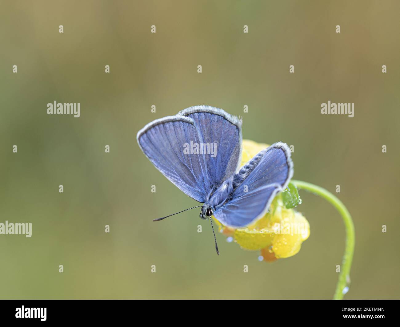 common gossamer-winged butterfly Stock Photo - Alamy