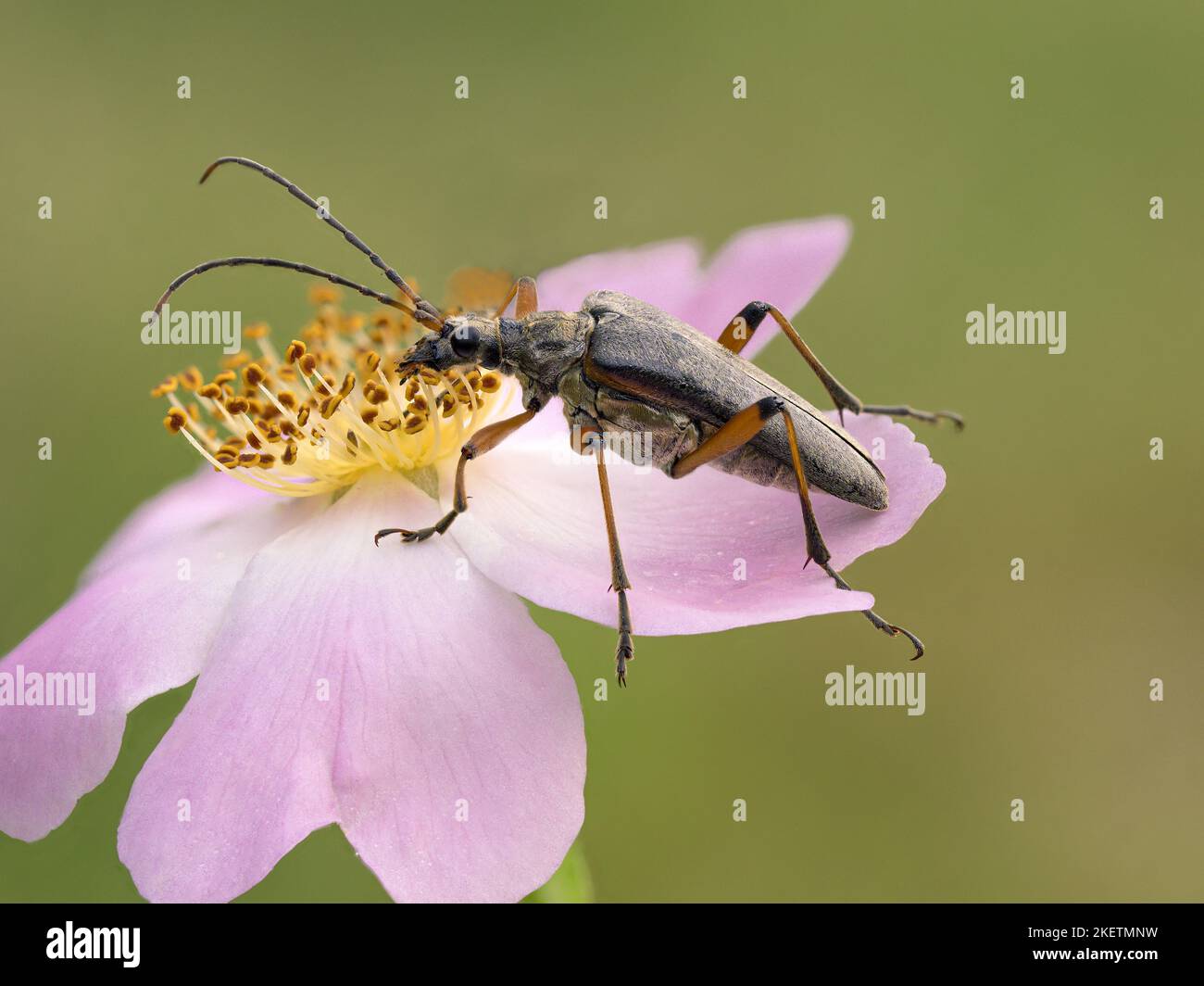 Variable longhorn beetle hi-res stock photography and images - Alamy