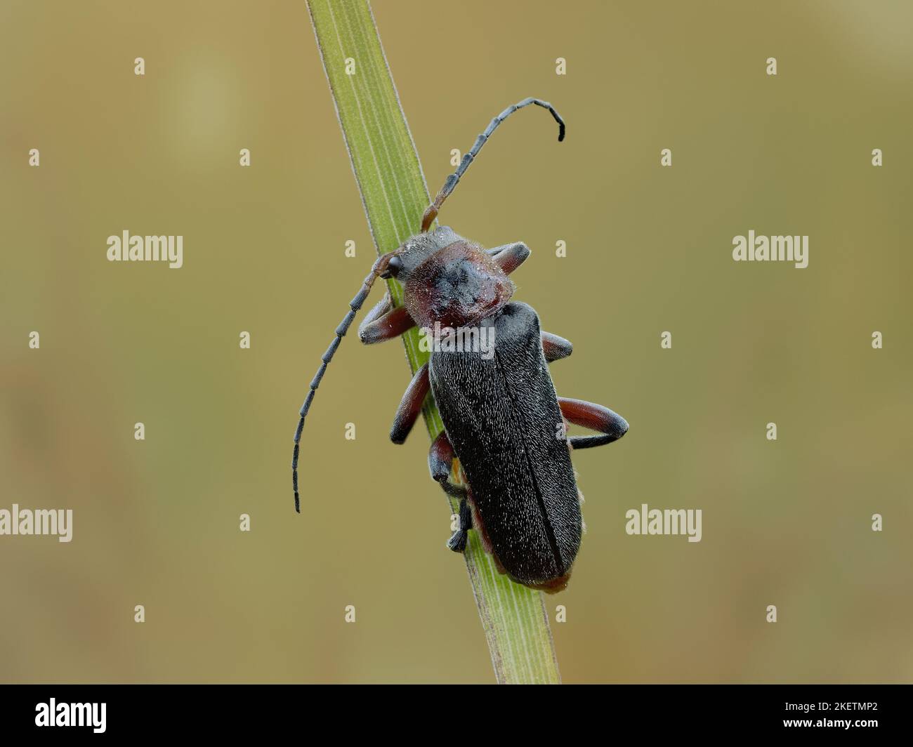 Soldier beetles cantharidae insecta hi-res stock photography and images ...