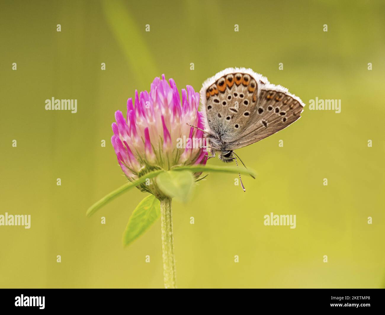 common gossamer-winged butterfly Stock Photo - Alamy