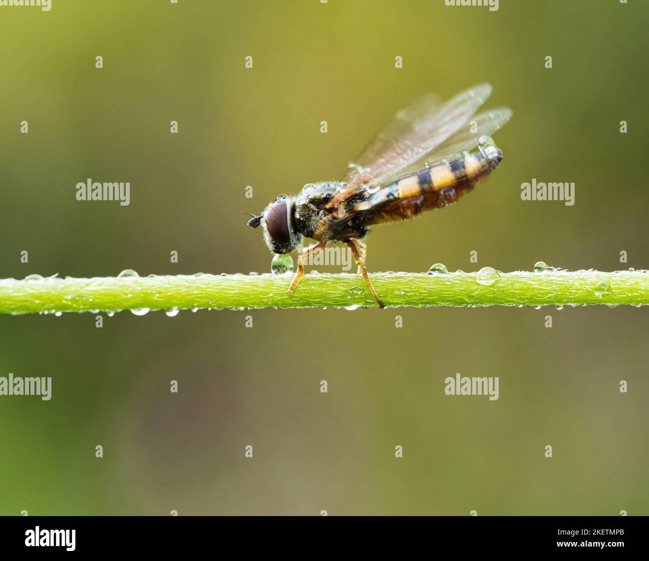 Hoverfly behavior hi-res stock photography and images - Alamy
