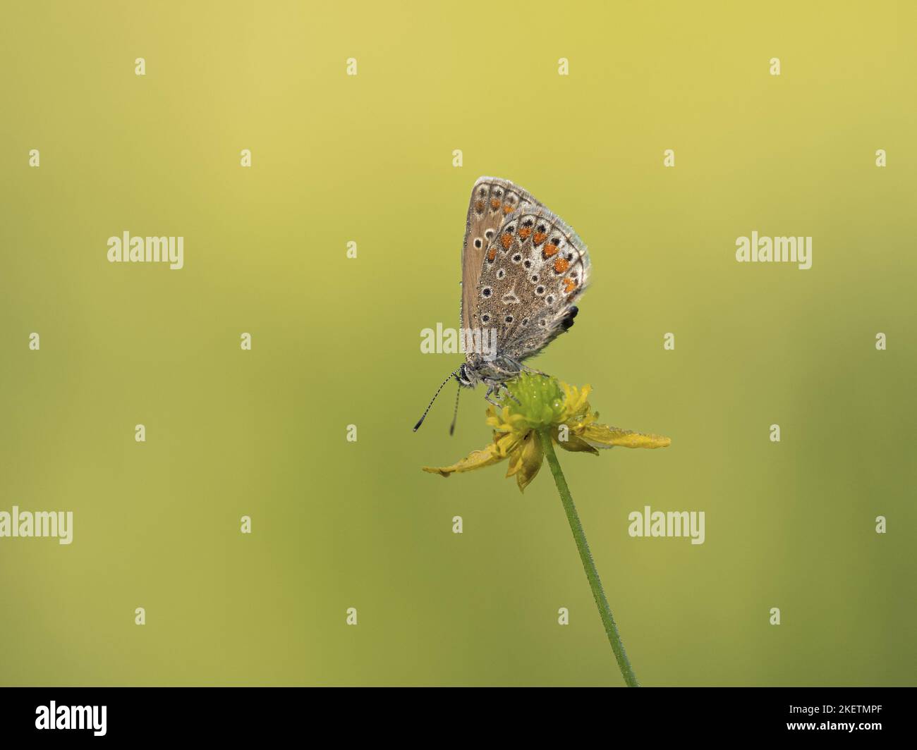 common gossamer-winged butterfly Stock Photo - Alamy