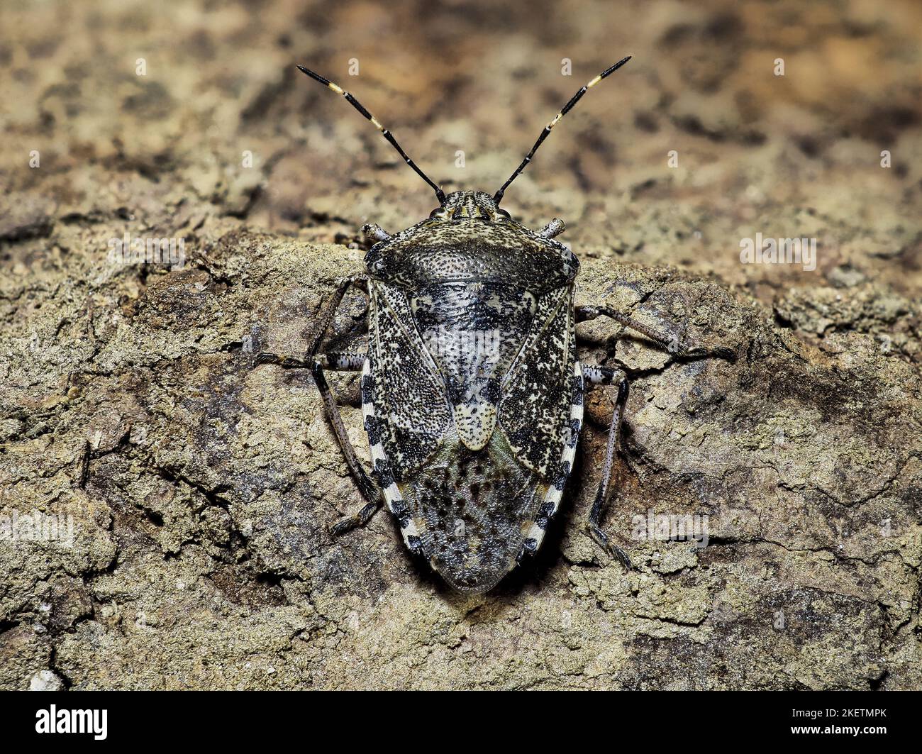 Mottled shieldbug hi-res stock photography and images - Alamy