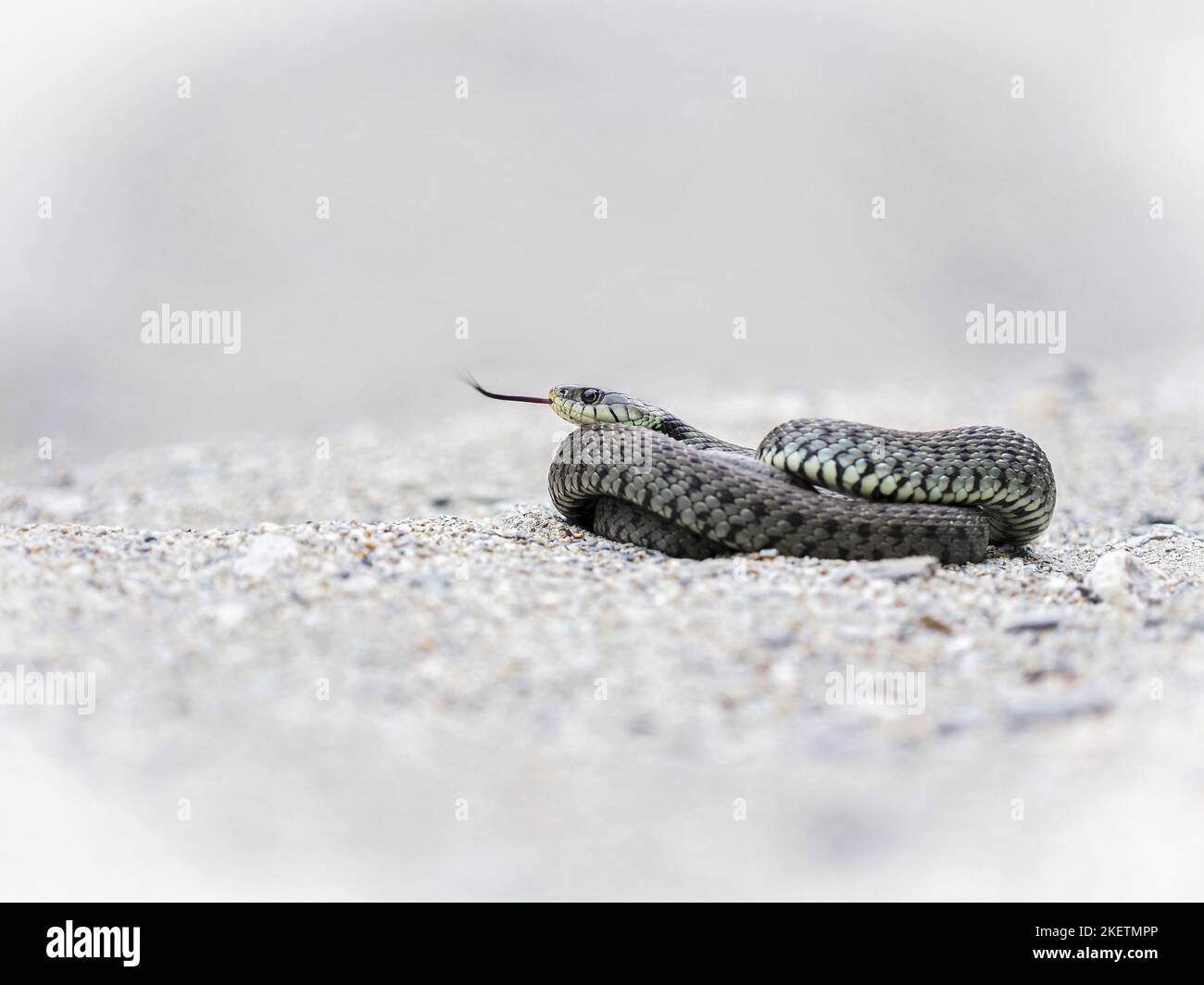 Tongue darting snake hi-res stock photography and images - Alamy