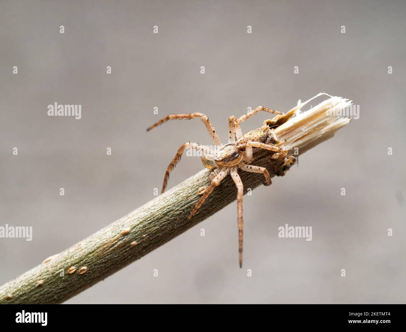 Side view landscape format spider hi-res stock photography and images ...
