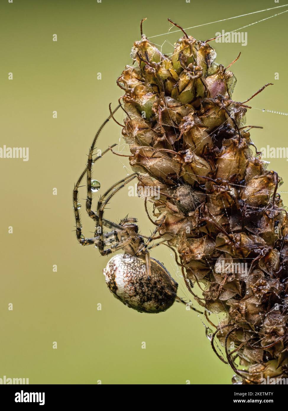 Shaded orb weaver hi-res stock photography and images - Alamy