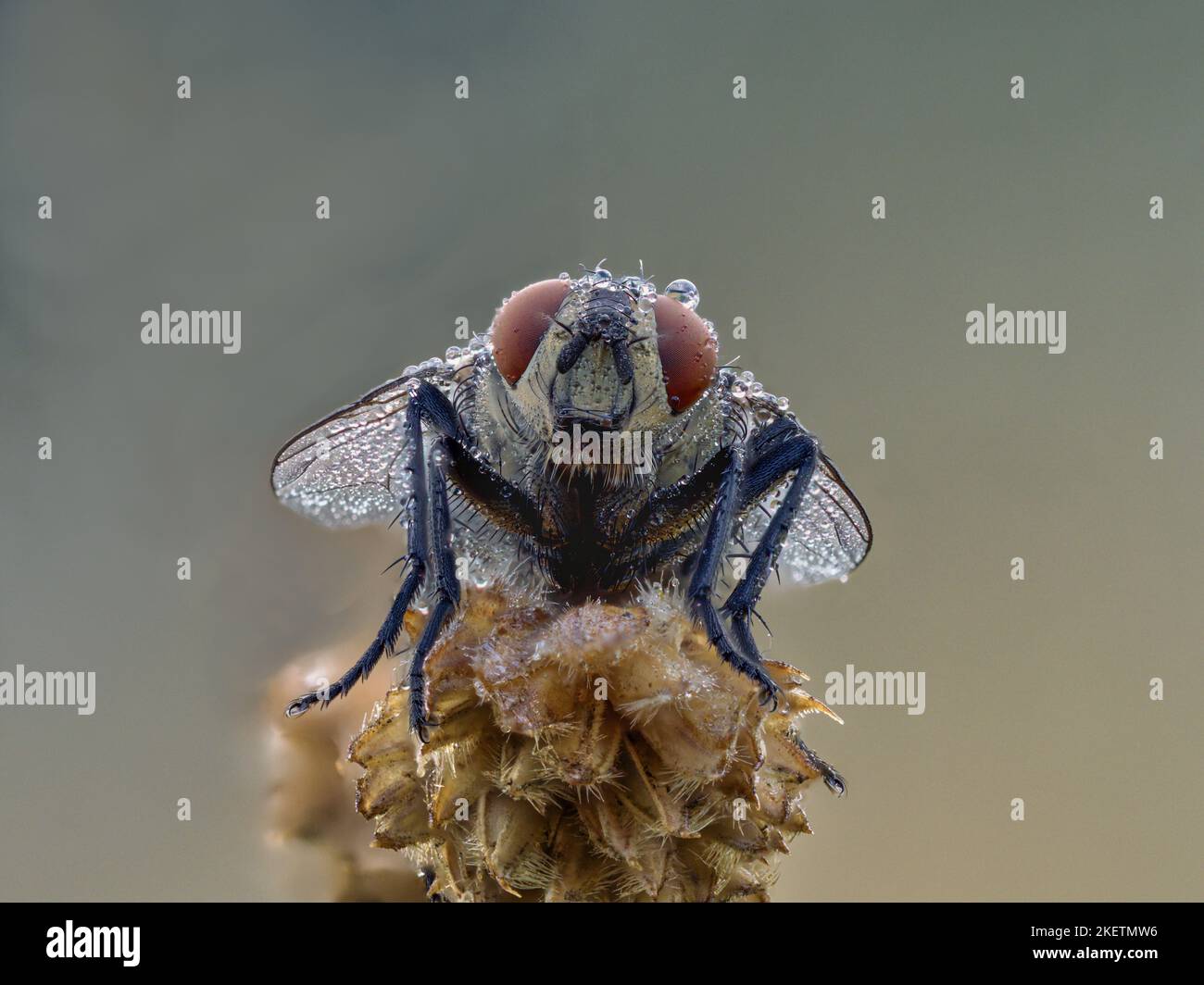 Outdoor pearls and insects hi-res stock photography and images - Alamy