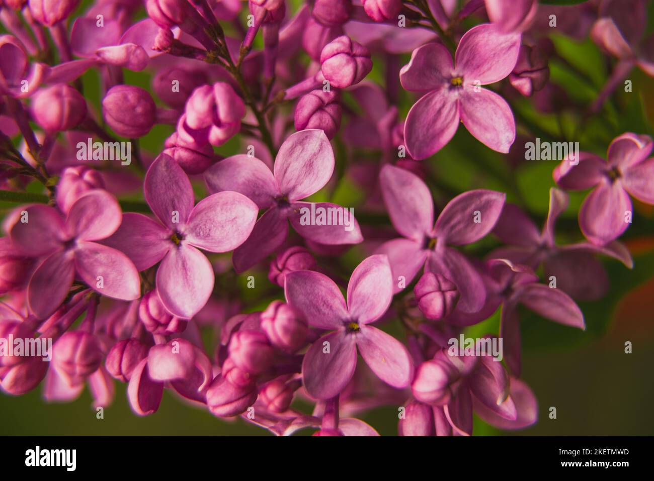 Blossom background lilac bunch hi-res stock photography and images - Alamy