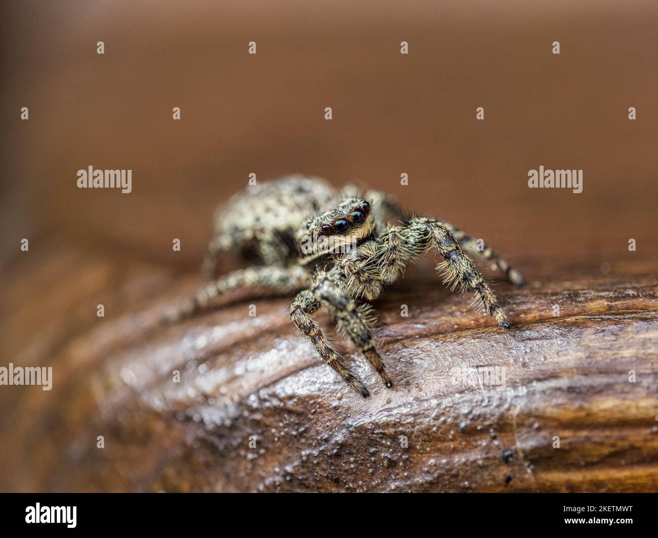 zebra back spider Stock Photo - Alamy