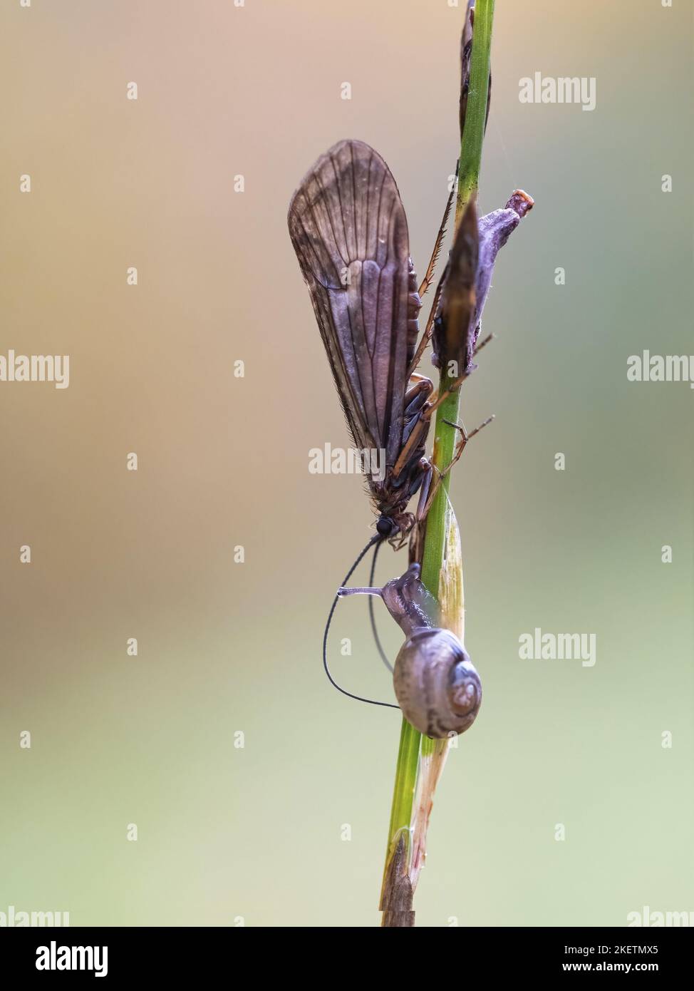 Insect behavior macro hi-res stock photography and images - Alamy