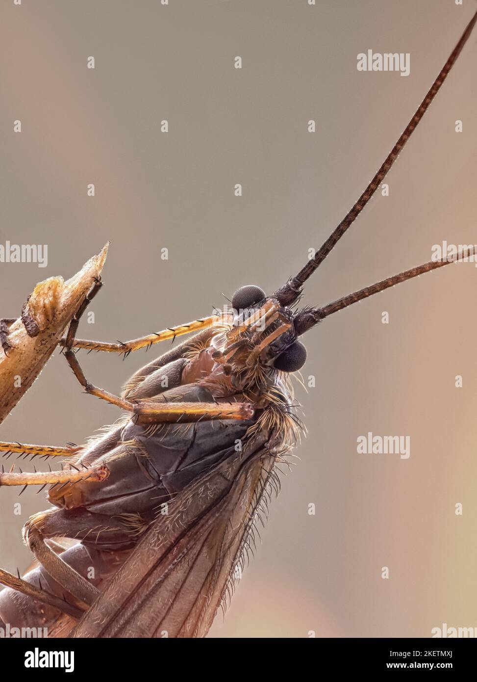 Caddy fly hi-res stock photography and images - Alamy