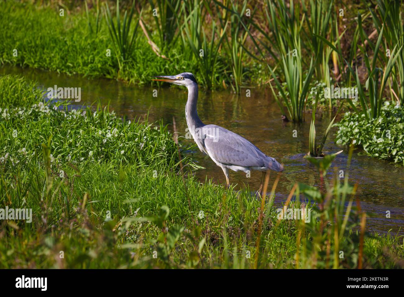 Bottrop-Gladbeck, North Rhine-Westphalia, Germany - Grey heron, also ...