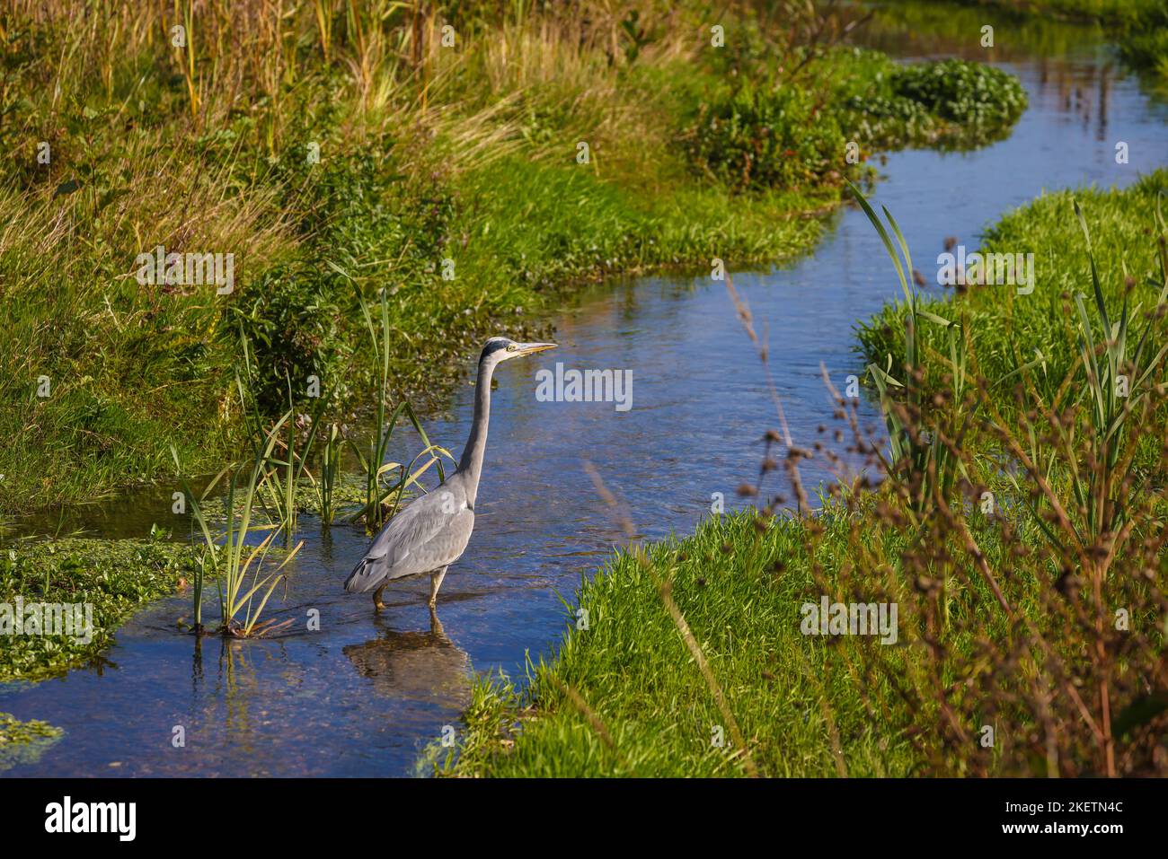 Bottrop-Gladbeck, North Rhine-Westphalia, Germany - Grey heron, also ...