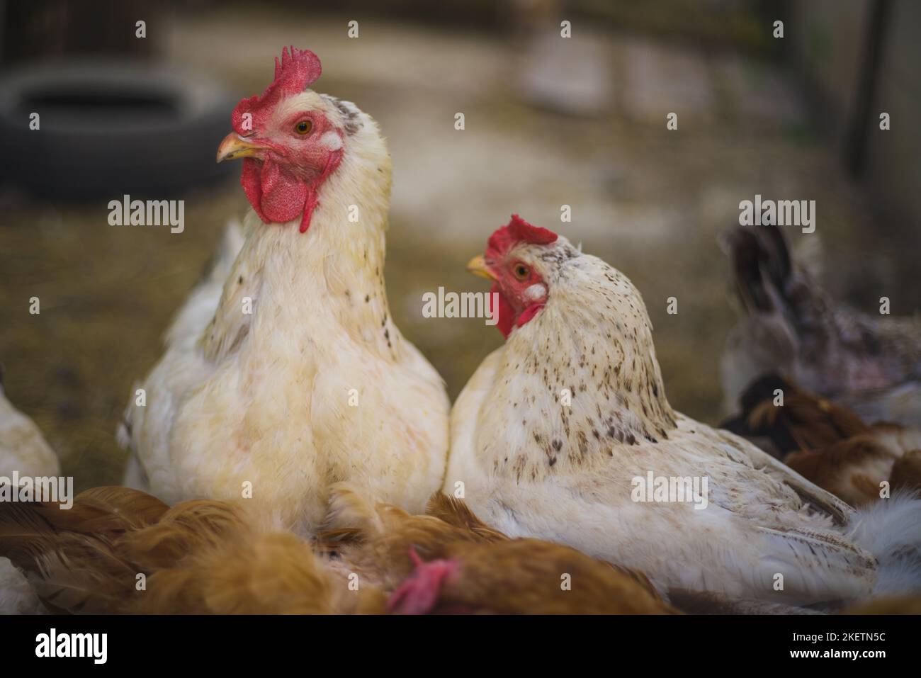 Hens feeding on traditional rural barnyard. Close up of chicken on barn ...