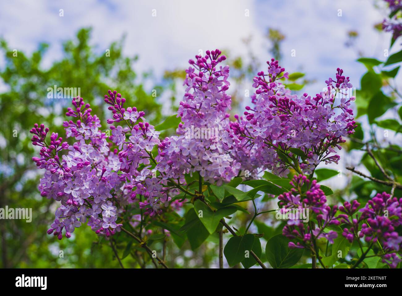 Lilac flowers spring blooming scene Stock Photo - Alamy