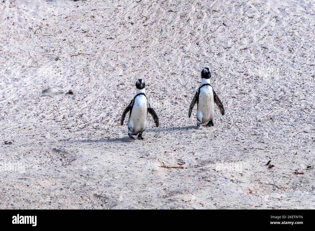 African Boulders Beach Penguin Colony. Penguins resting on the rocks ...
