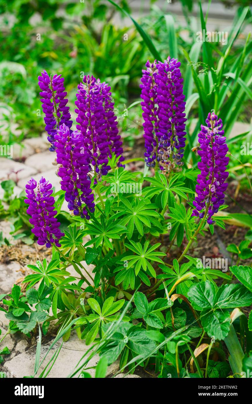 Beautiful blooming lupine flowers, selective focus, blurred background ...