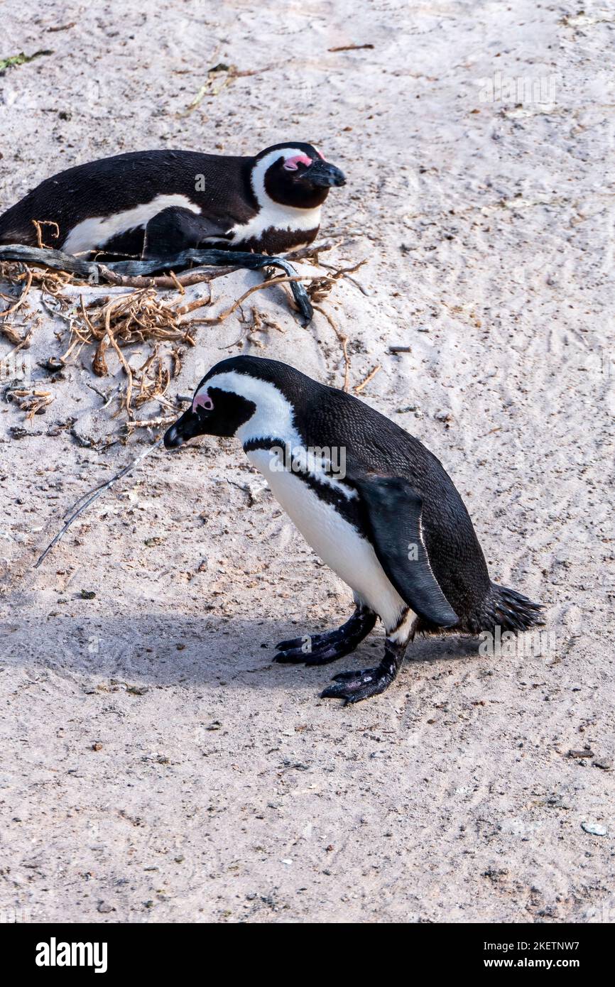 African Boulders Beach Penguin Colony. Penguins resting on the rocks ...
