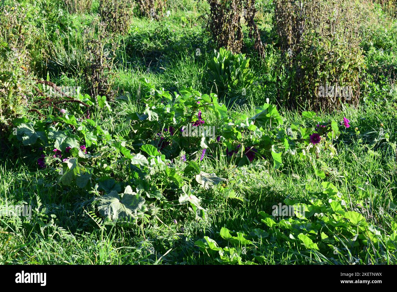 green swamp plants with purple flower Stock Photo - Alamy