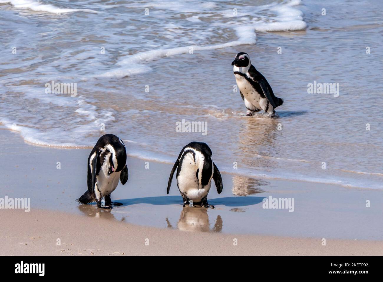 African Boulders Beach Penguin Colony. Penguins resting on the rocks ...
