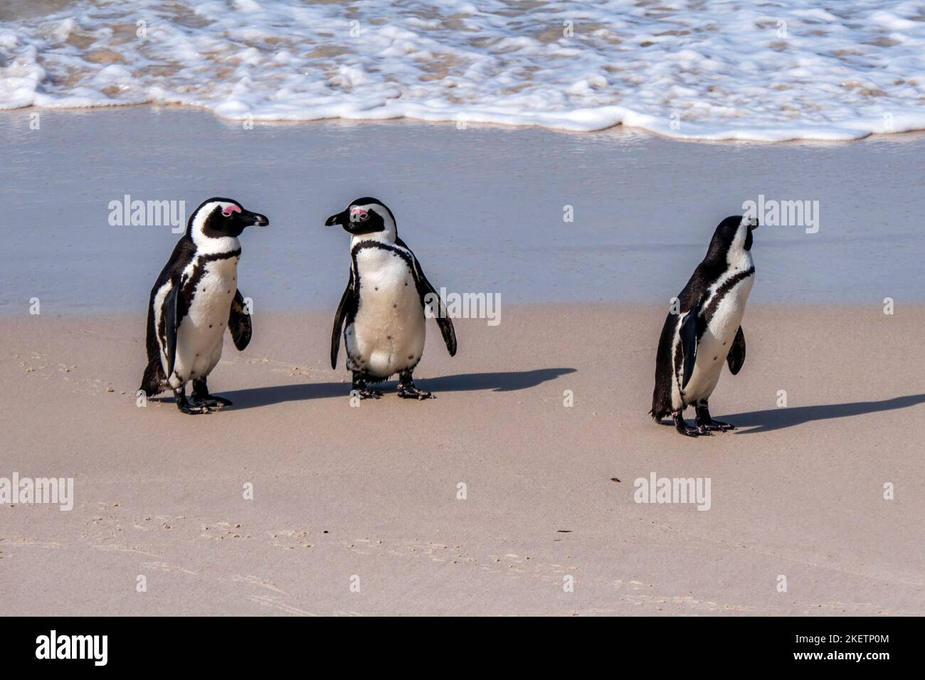 African Boulders Beach Penguin Colony. Penguins resting on the rocks ...