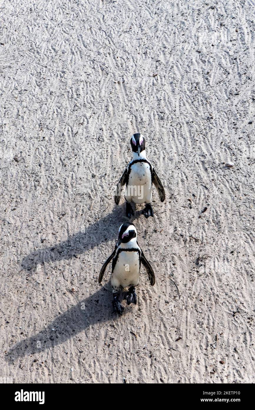 African Boulders Beach Penguin Colony. Penguins resting on the rocks ...