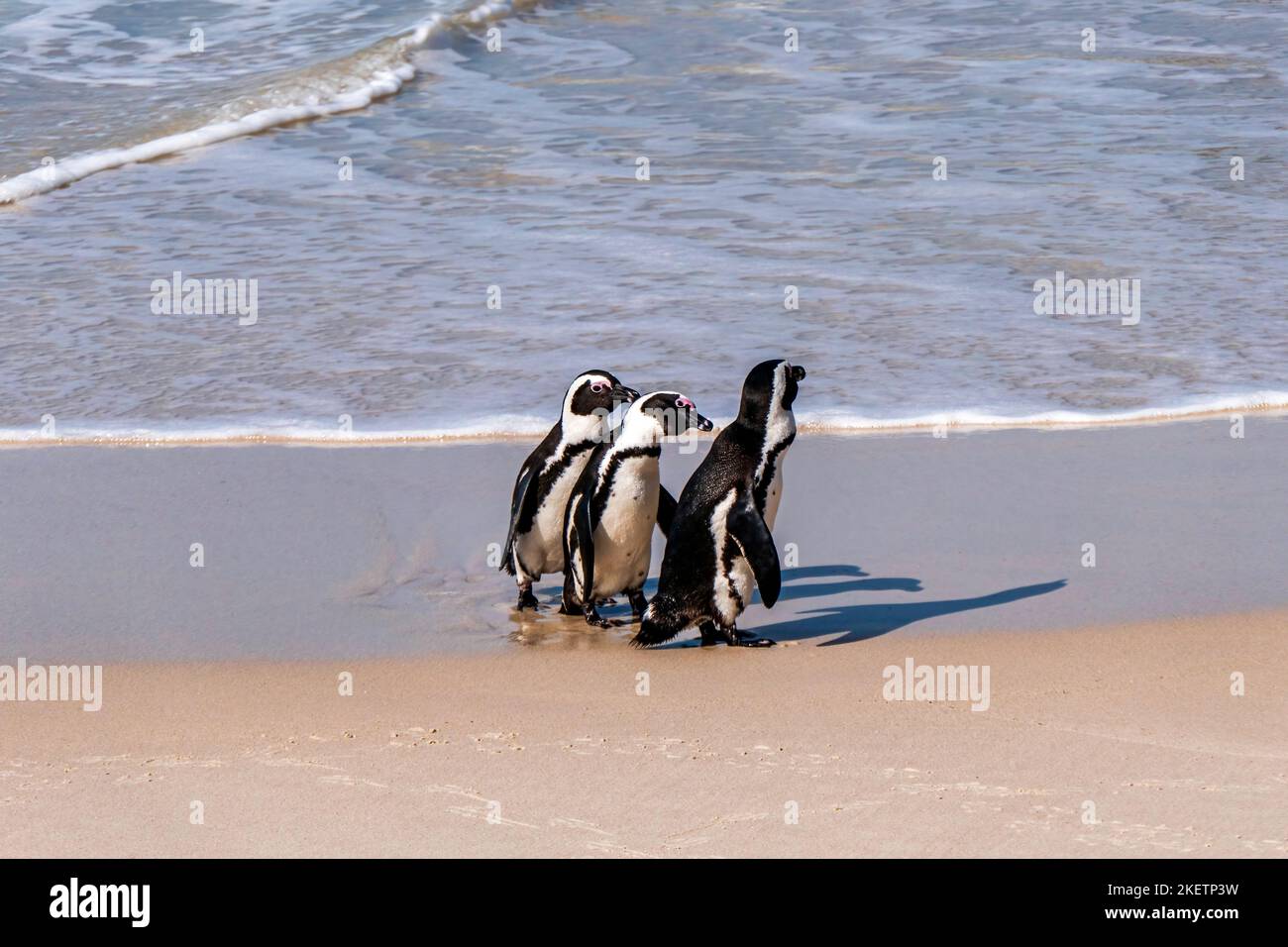African Boulders Beach Penguin Colony. Penguins resting on the rocks ...