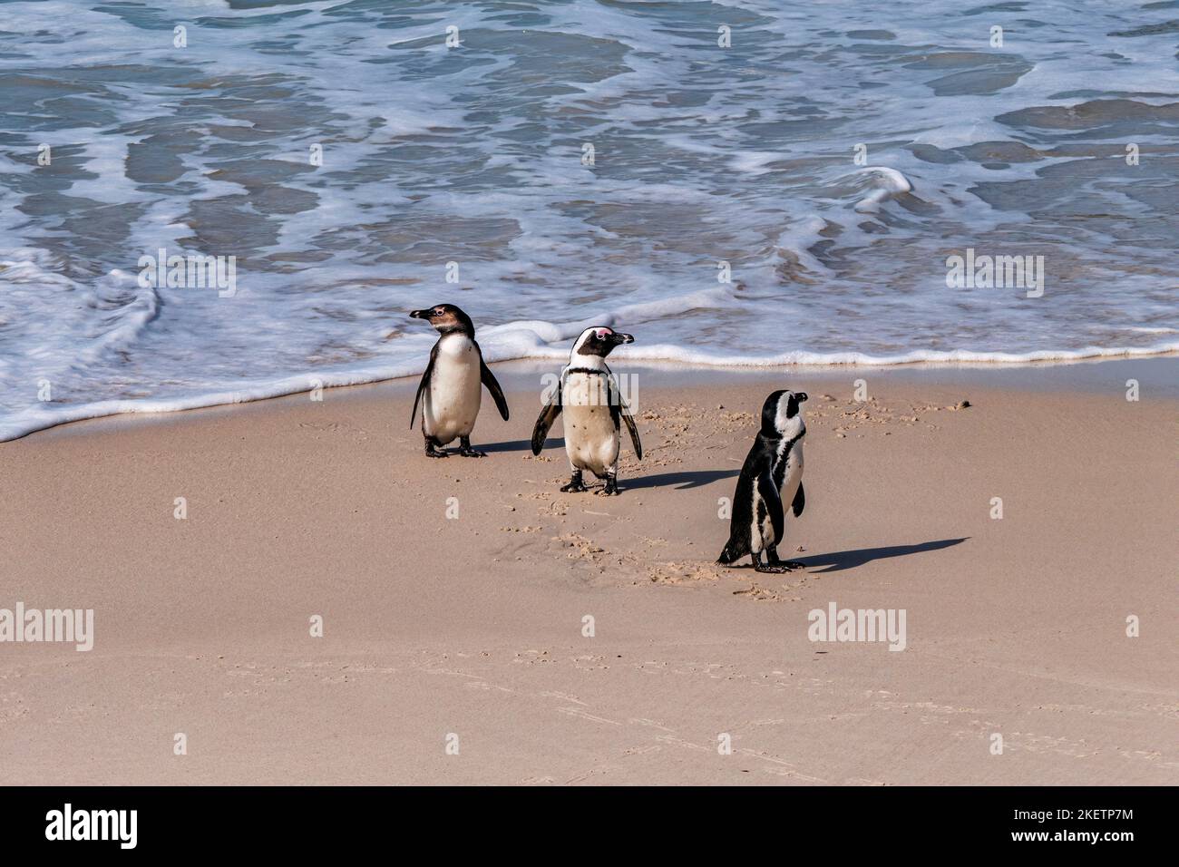 African Boulders Beach Penguin Colony. Penguins resting on the rocks ...