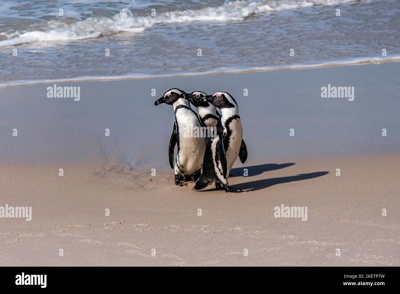 African Boulders Beach Penguin Colony. Penguins resting on the rocks ...