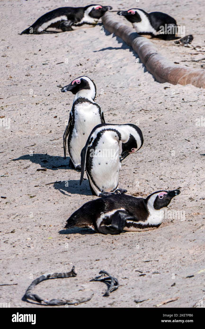 African Boulders Beach Penguin Colony. Penguins resting on the rocks ...