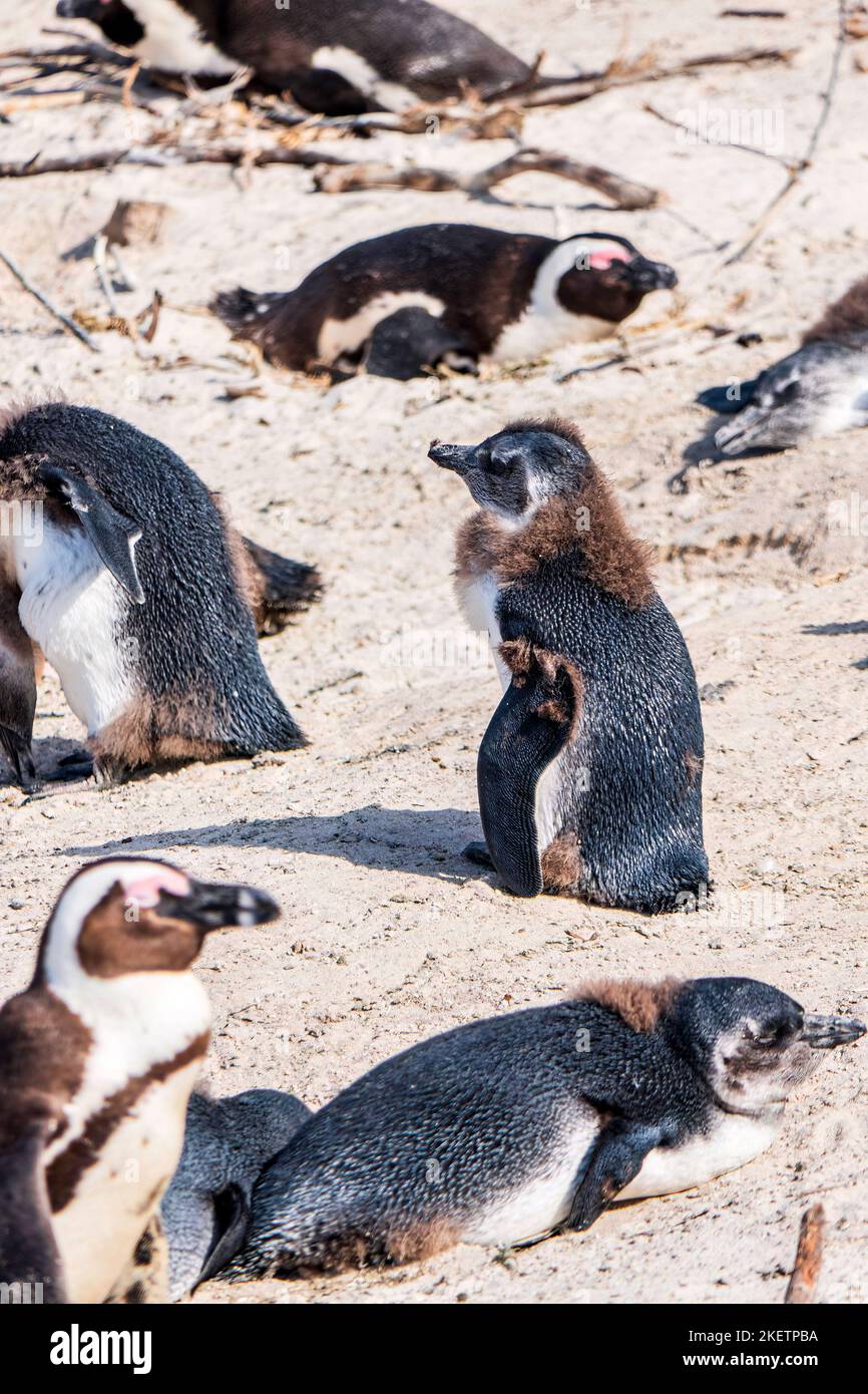 African Boulders Beach Penguin Colony. Penguins resting on the rocks ...