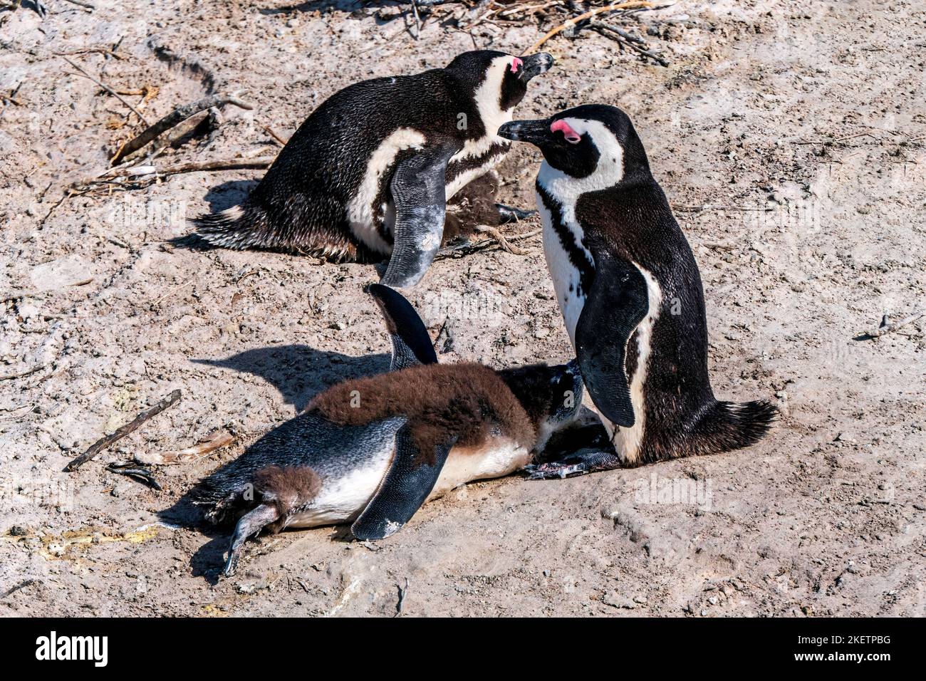 African Boulders Beach Penguin Colony. Penguins resting on the rocks ...
