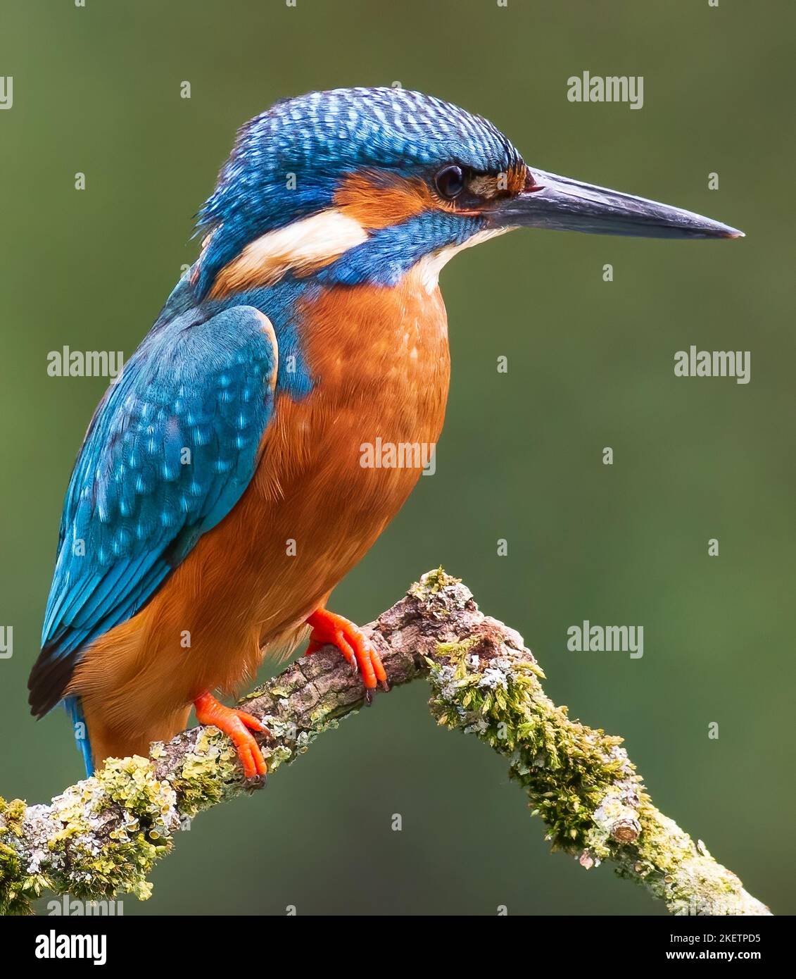Kingfisher river uk hi-res stock photography and images - Alamy