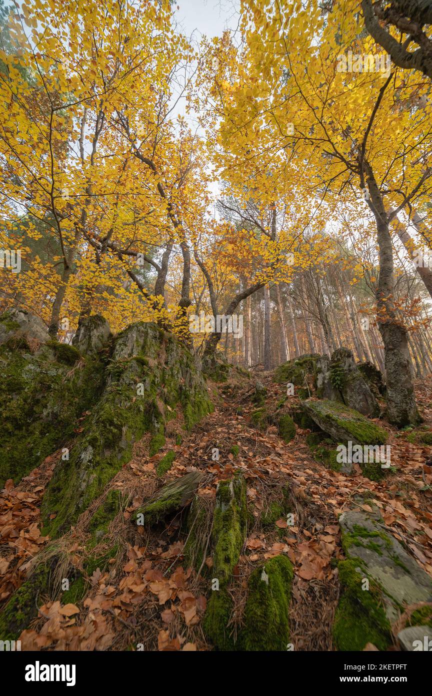Vibrantly colored hiking trail on Vertiginous Ridge in fall Stock Photo ...