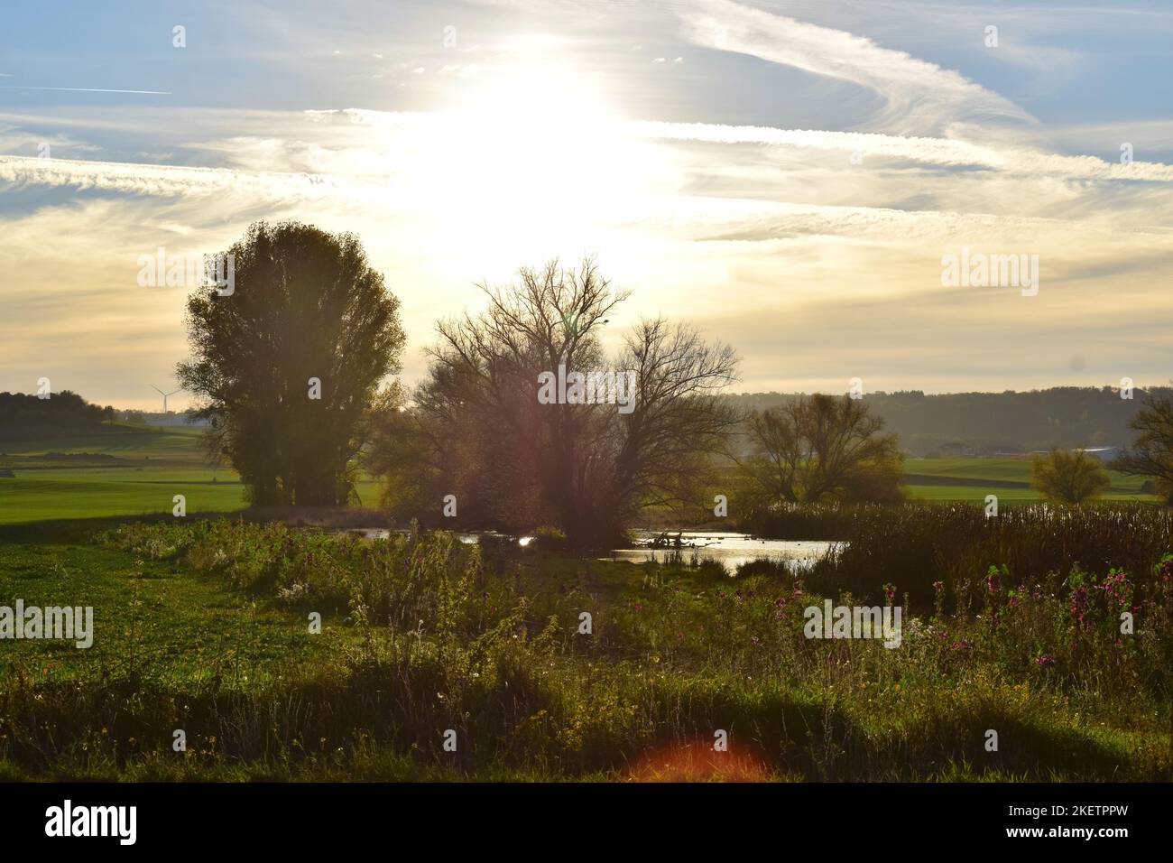 autumn trees in the swampland Stock Photo - Alamy
