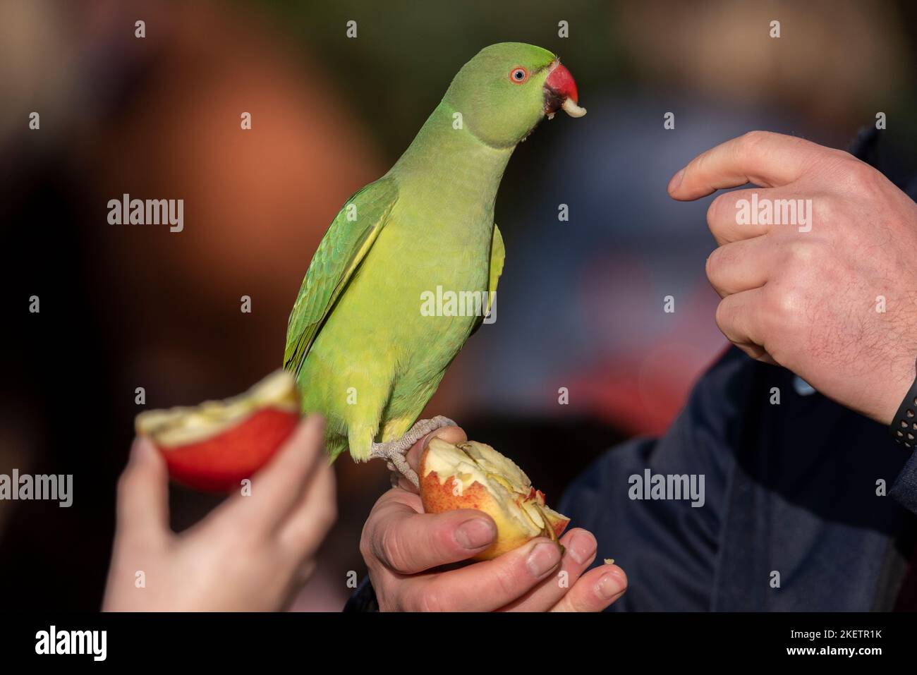 Ring necked parakeets uk fruit hi-res stock photography and images - Alamy