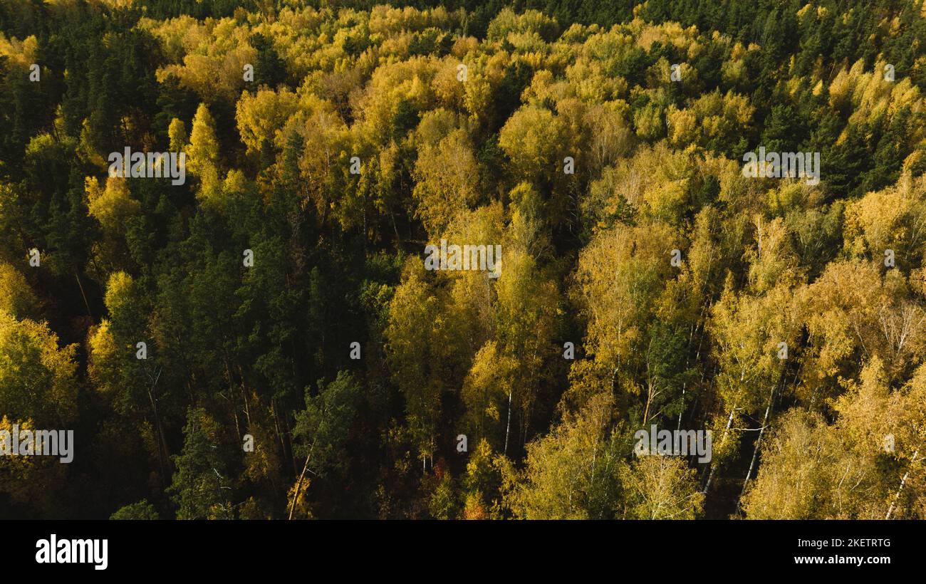 Flight over birch forest hi-res stock photography and images - Alamy