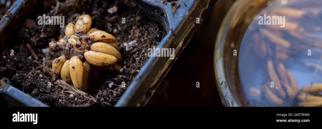 Ranunculus asiaticus or persian buttercup. Presoaked ranunculus corms ...