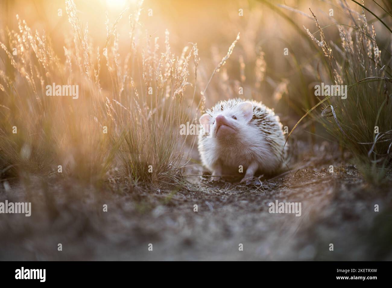 African Pygmy Hedgehog Stock Photo - Alamy