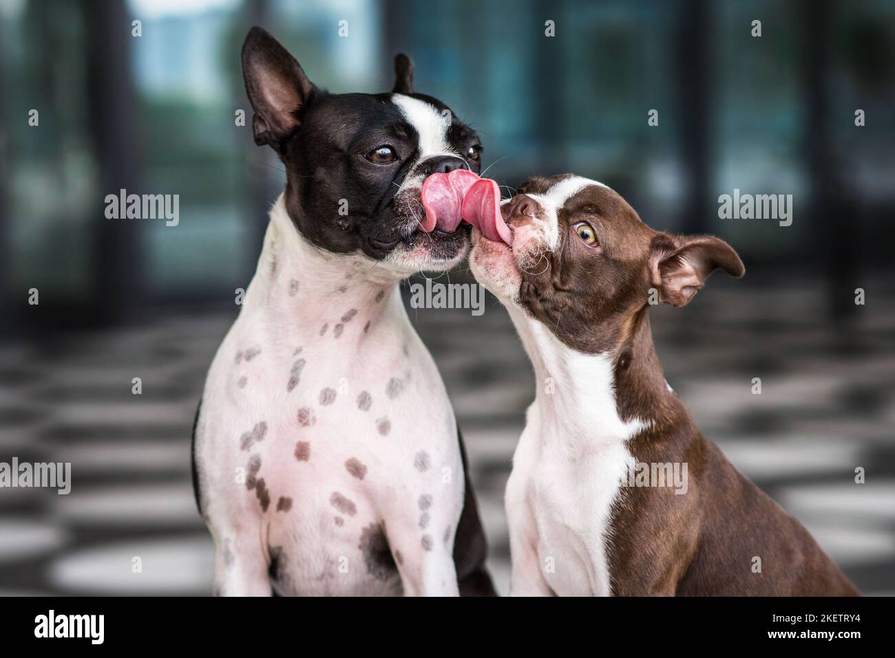2 boston terrier hi-res stock photography and images - Alamy
