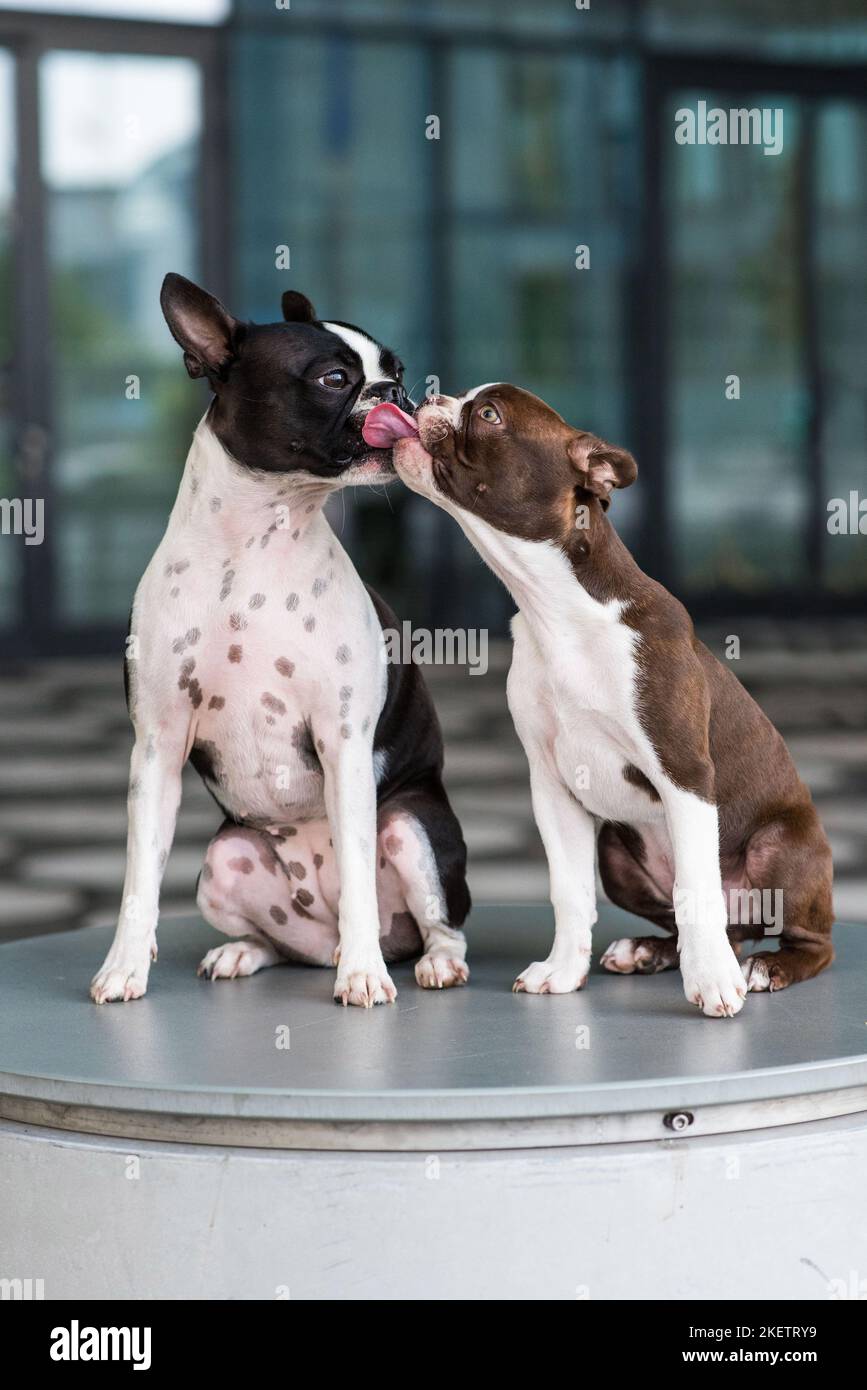 2 boston terrier hi-res stock photography and images - Alamy