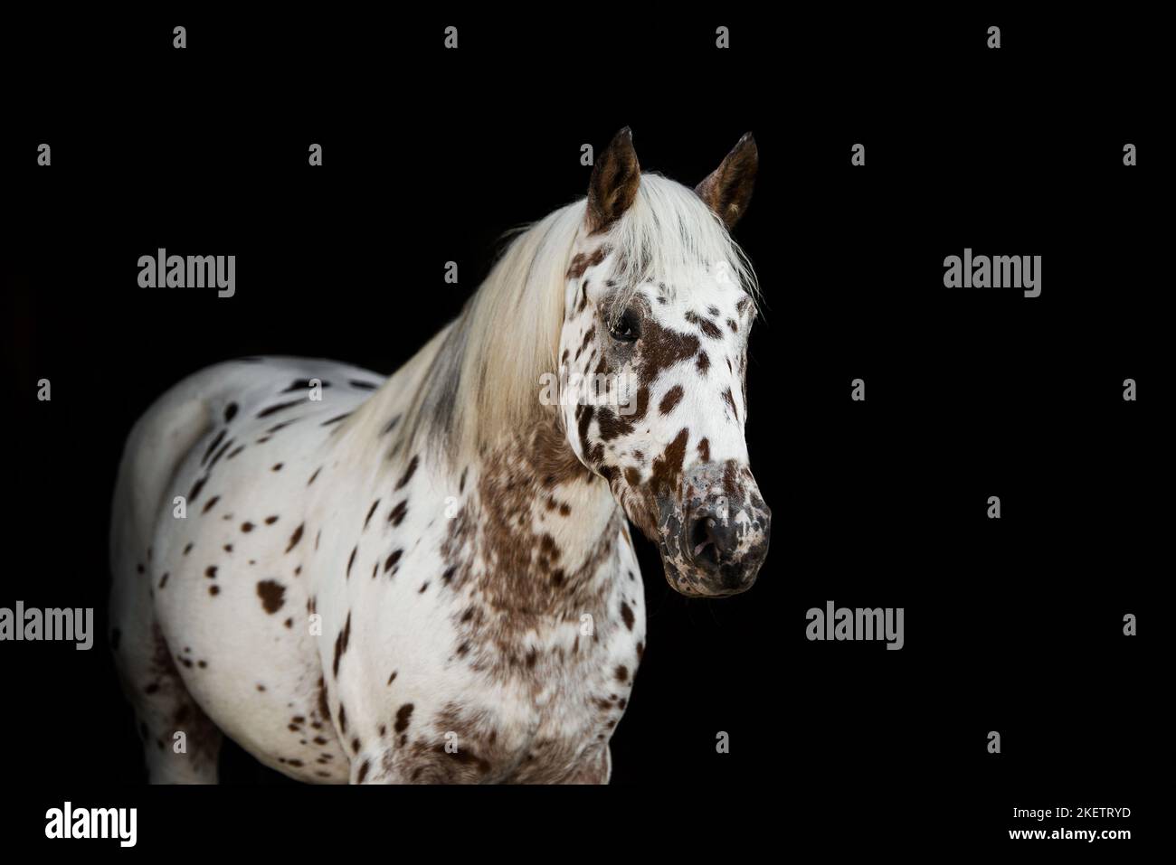 Pony in studio Stock Photo - Alamy