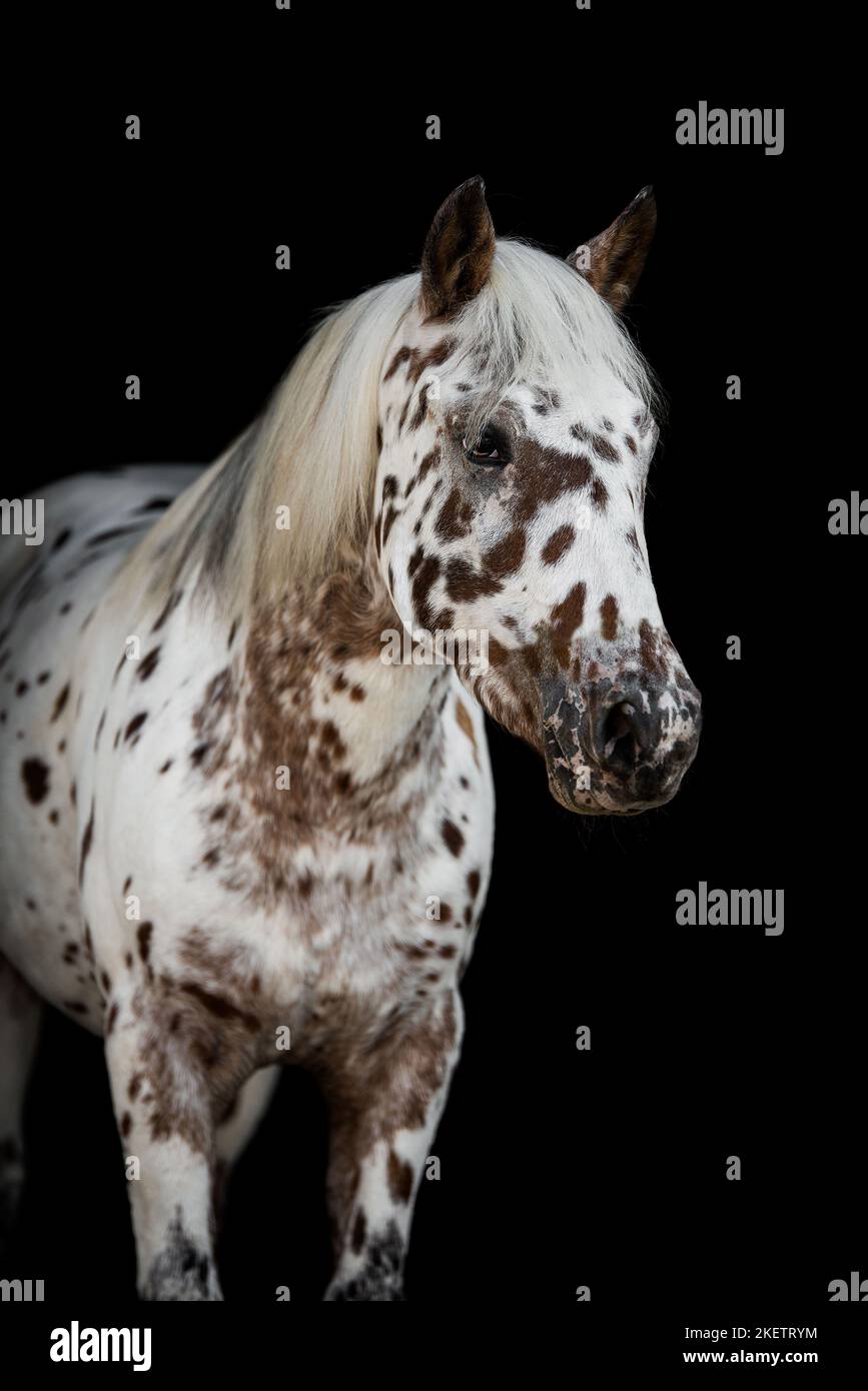 Pony in studio Stock Photo - Alamy